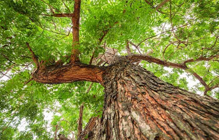 neem tree health benefits వేప: ఆరోగ్య ప్రయోజనాలు, ఉపయోగాలు, దుష్ప్రభావాలు